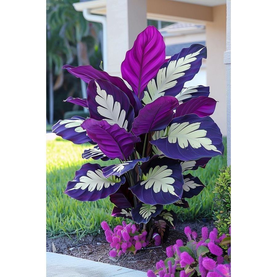 Caladium grandivitta 100 sementes com manual de cultivo | Shopee Brasil
