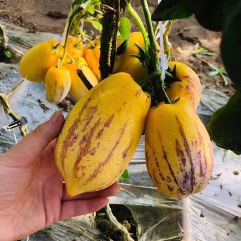 Sementes de Pepino Doce de Alto Rendimento 200 500 Sementes para ...