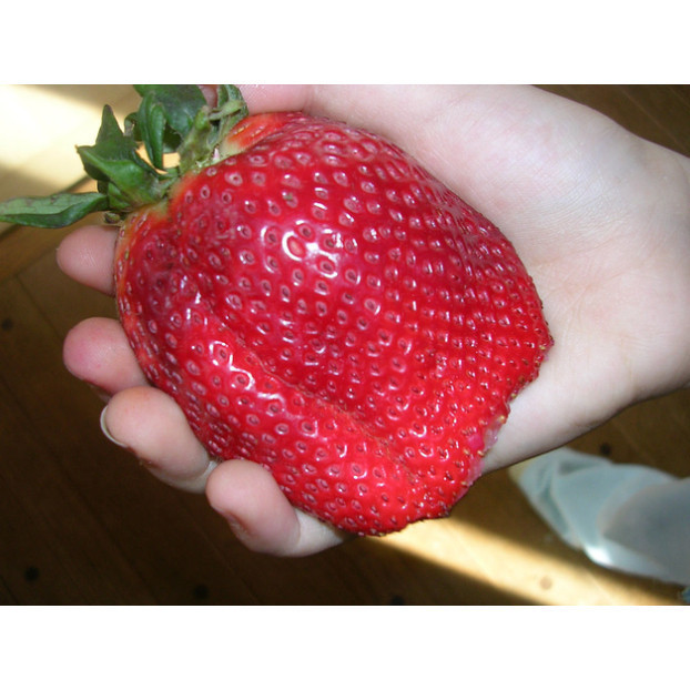 1000pcs Morango Gigante Suíço Sem Sementes Envio Rápido!! | Shopee Brasil