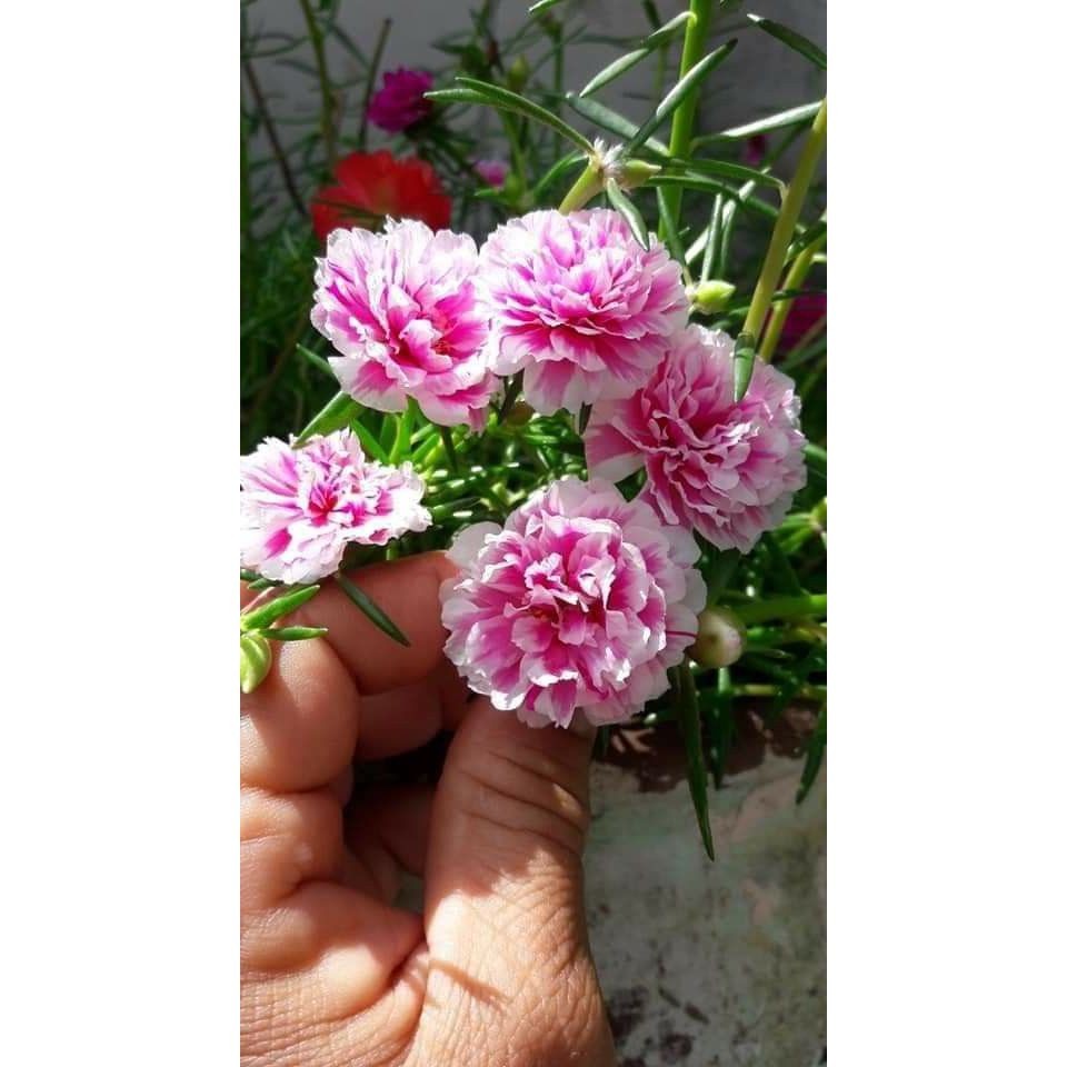 onze-horas (Portulaca halimoides) – 100 sementes com manual de cultivo ...