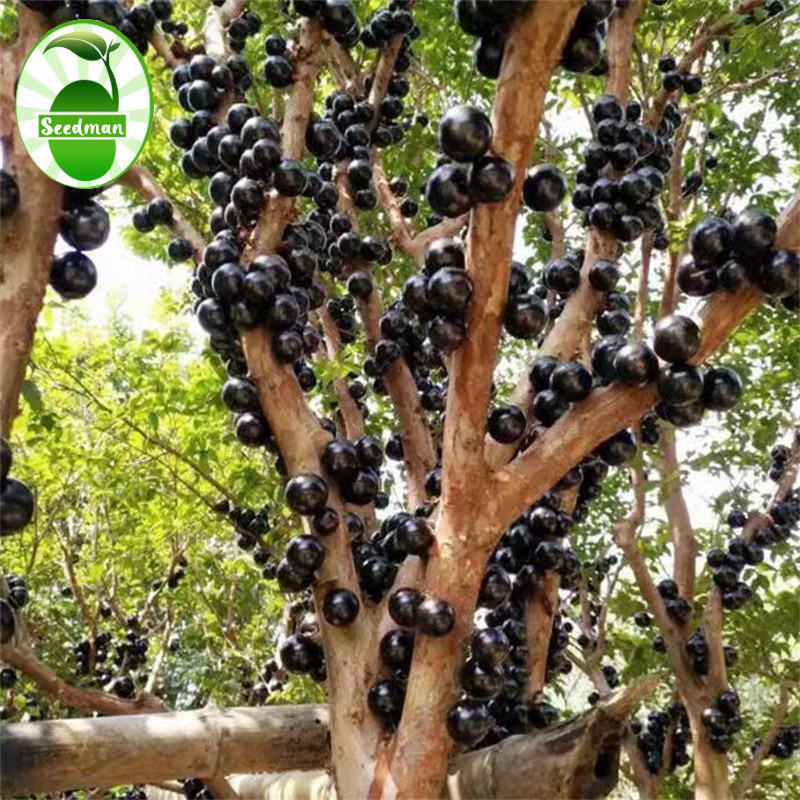 200 500 Sementes de Jaboticaba de Alto Rendimento, Sementes de Fruta de ...