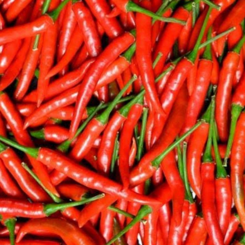 Pimenta Picante Pinatubo F1 Siling Labuyo 200 500 Sementes | Shopee Brasil
