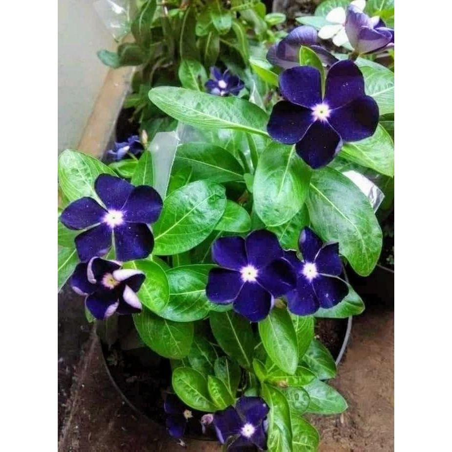 vinca blue Catharanthus roseus100 Sementes de Com Manual de cultivo I ...
