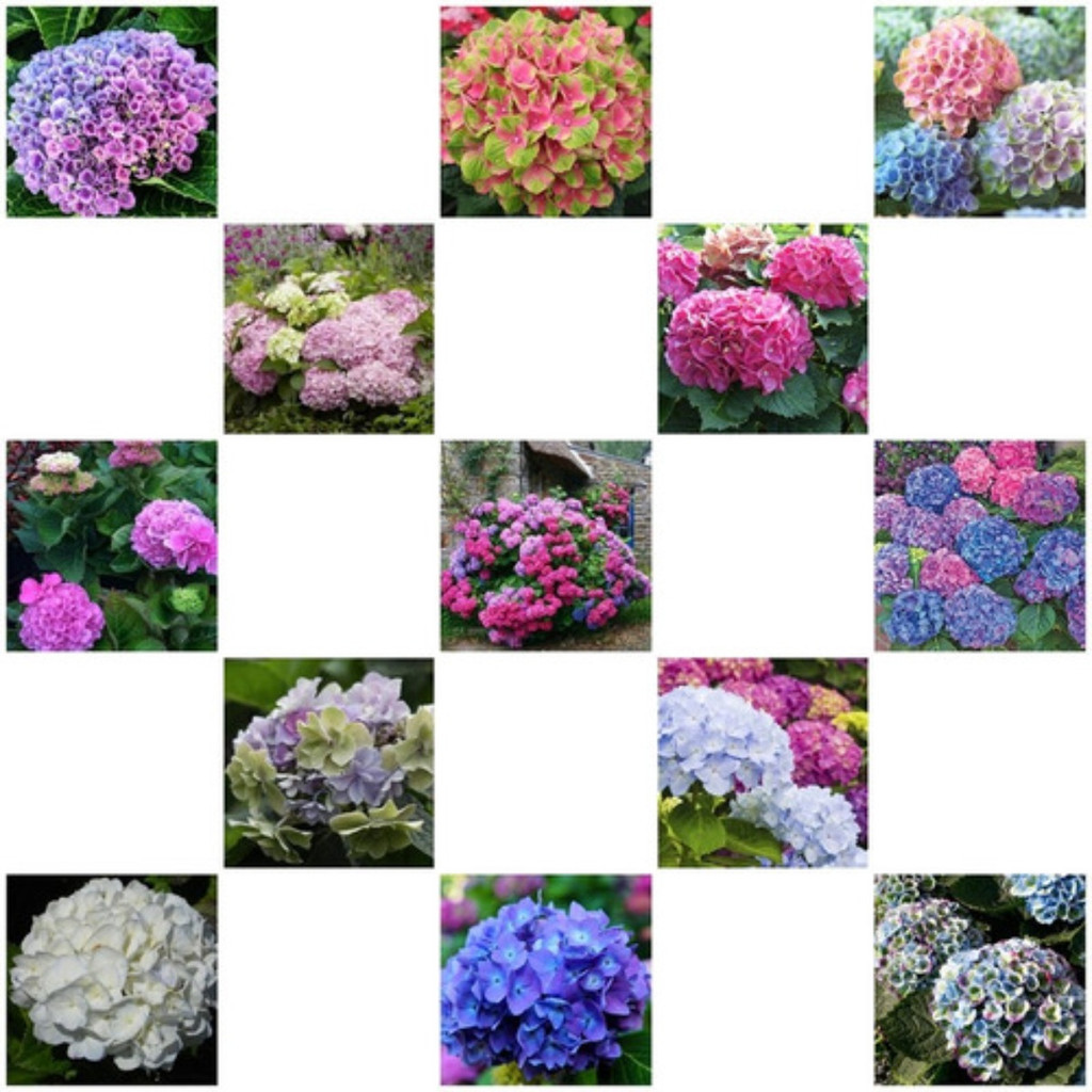 1000 Sementes De Hortências Cores Variadas Premium EXCLUSIVO | Shopee ...