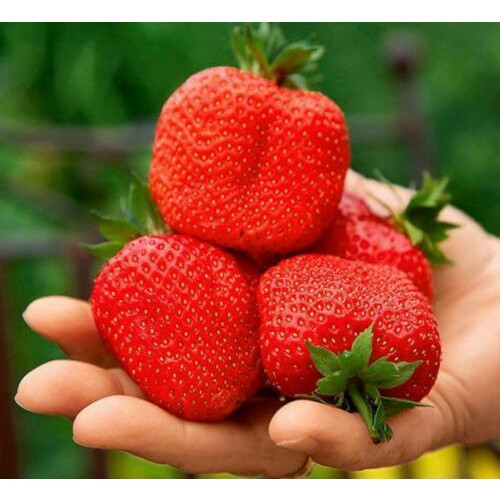 Morango 200 500 Sementes Fruta de Jardim Comestível Orgânica Doce Não ...