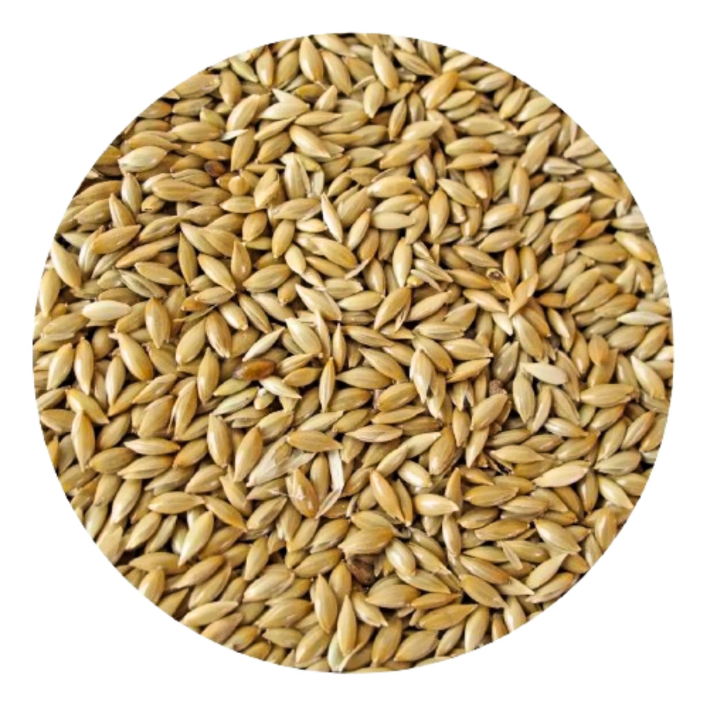 ALPISTE CANADENSE LIMPO PASSARO 10 KG | Shopee Brasil