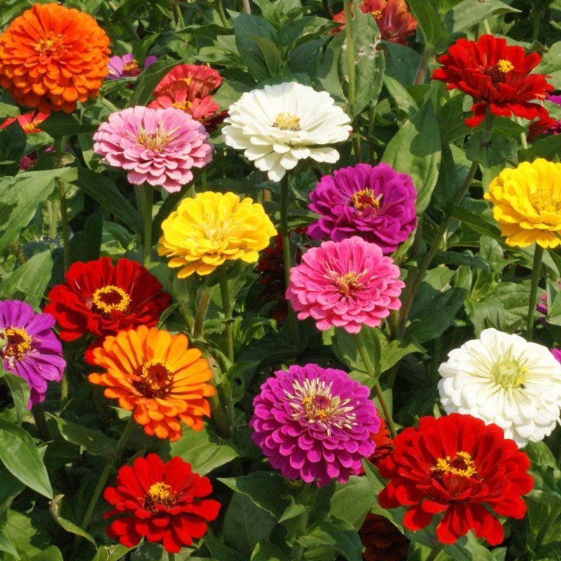 zinia dobrada sortidas100 Sementes de Com Manual de cultivo l | Shopee ...