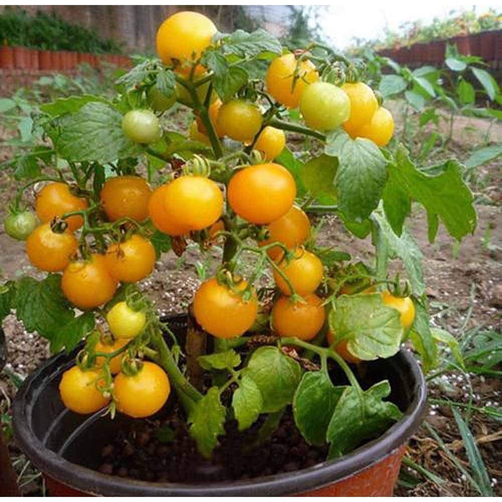 200 500 Sementes de Tomate Mini Amarelo Bush PCS Não-OGM Crescem em ...