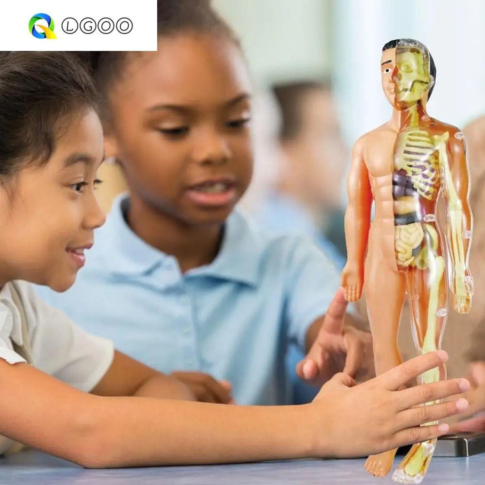 Modelo De Torso Humano LGOO 3d , Brinquedo De Quebra-Cabeça Cognitivo ...