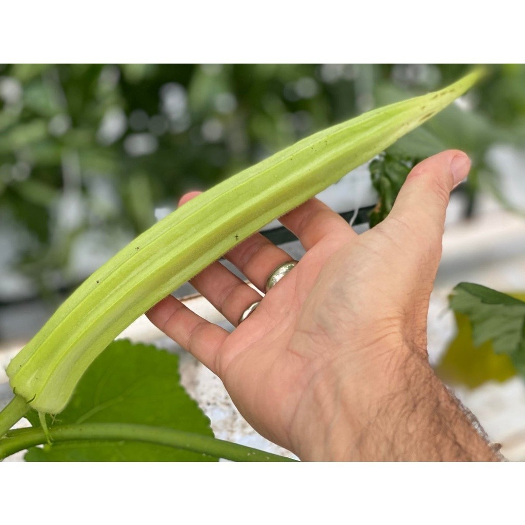 200 500 Sementes de Quiabo Gigantes Vege Organic GOA | Shopee Brasil