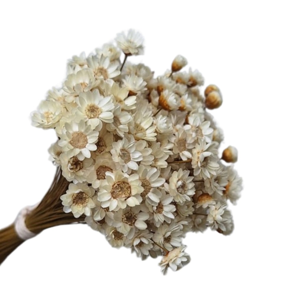 Sempre Viva Florzinha Branca I Kit com ate 1.500 flores | Shopee Brasil