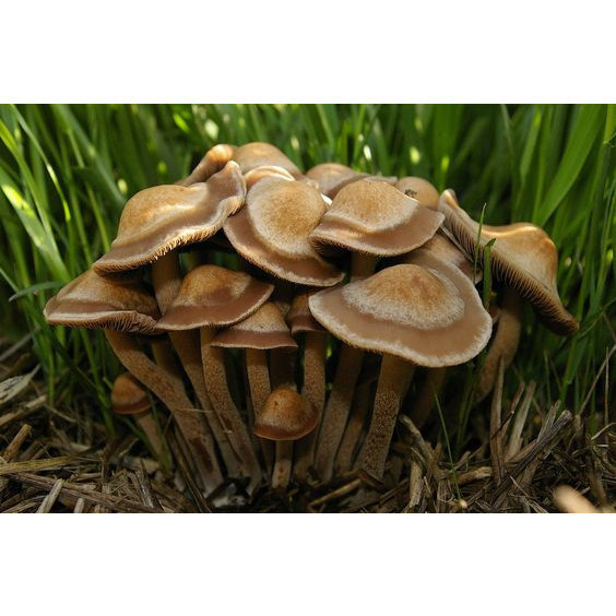 100 sements cogumelo Panaeolus cinctulus com manual de cultivo | Shopee ...