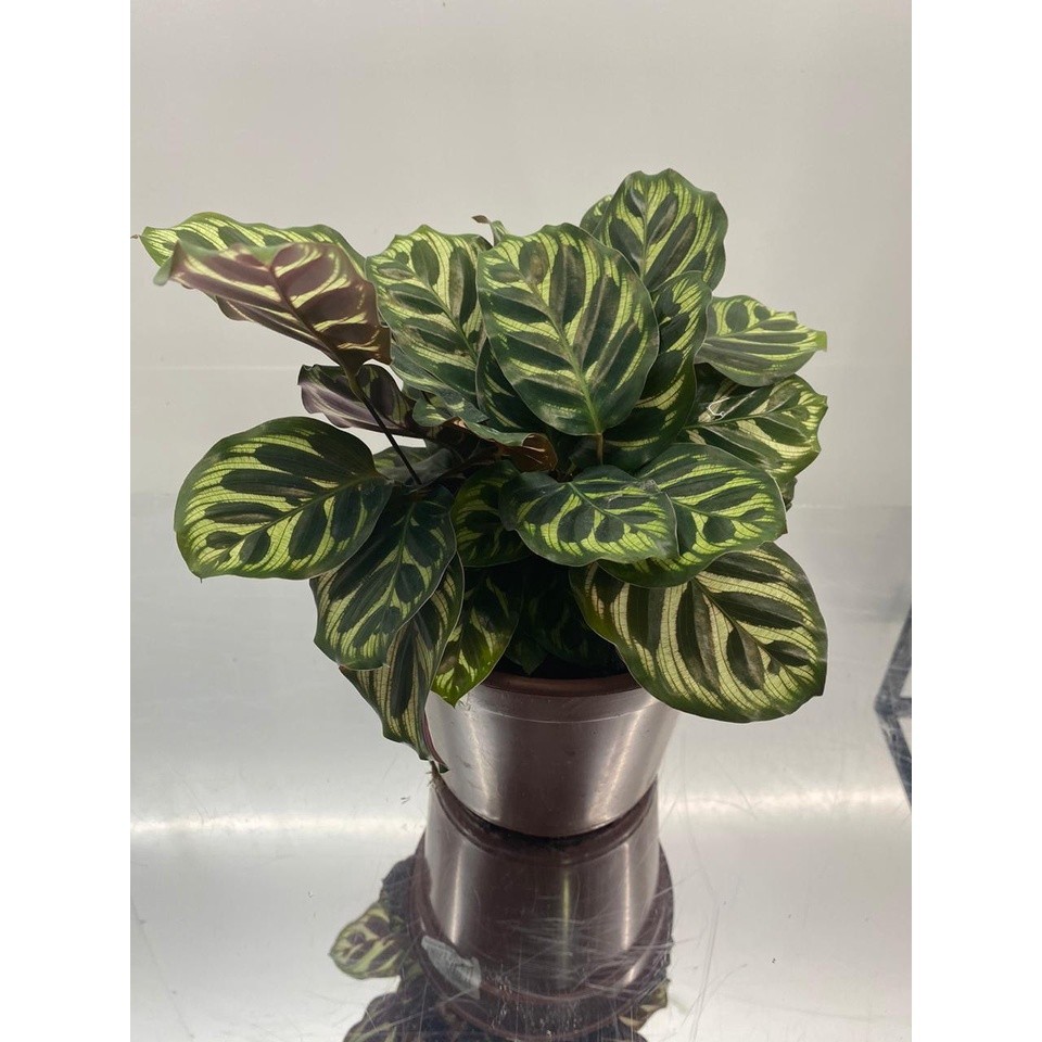100 sements maranta pavao com manual de cultivo | Shopee Brasil