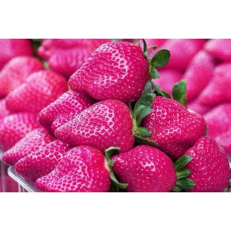 50 Sementes Morango Rosa | Shopee Brasil