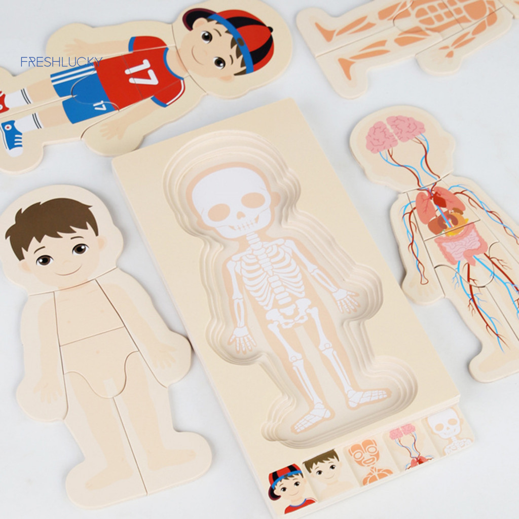 Solid Wood Body Puzzle Hands-on Anatomy 5-layer Human Board Educational ...