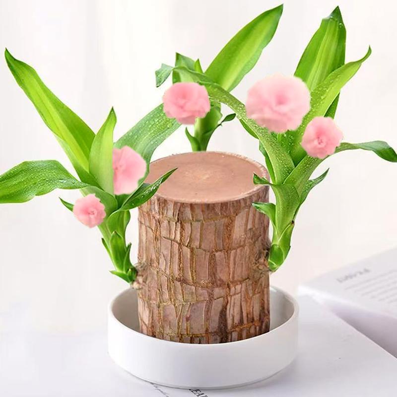 Conjunto de Plantas de Madeira da Sorte Brasileira, Ornamentos Naturais ...