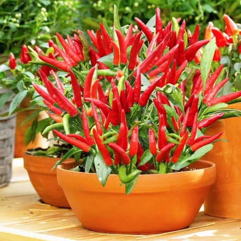 Sementes de Pimenta Vermelha Orgânica Fresca de Alto Rendimento Siling ...