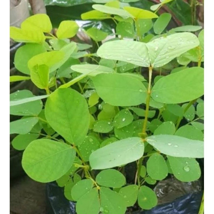 Sementes de Akapulko para plantio (200 500 Sementes) | Shopee Brasil