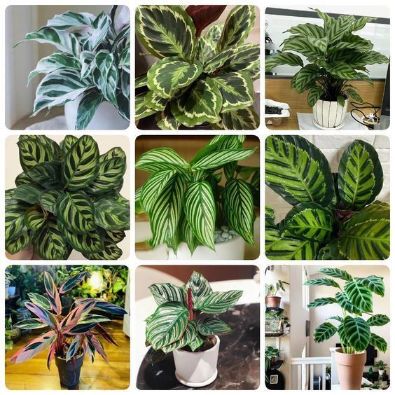 100 sementes de marantas sortidas mix de especies com manual de cultivo ...
