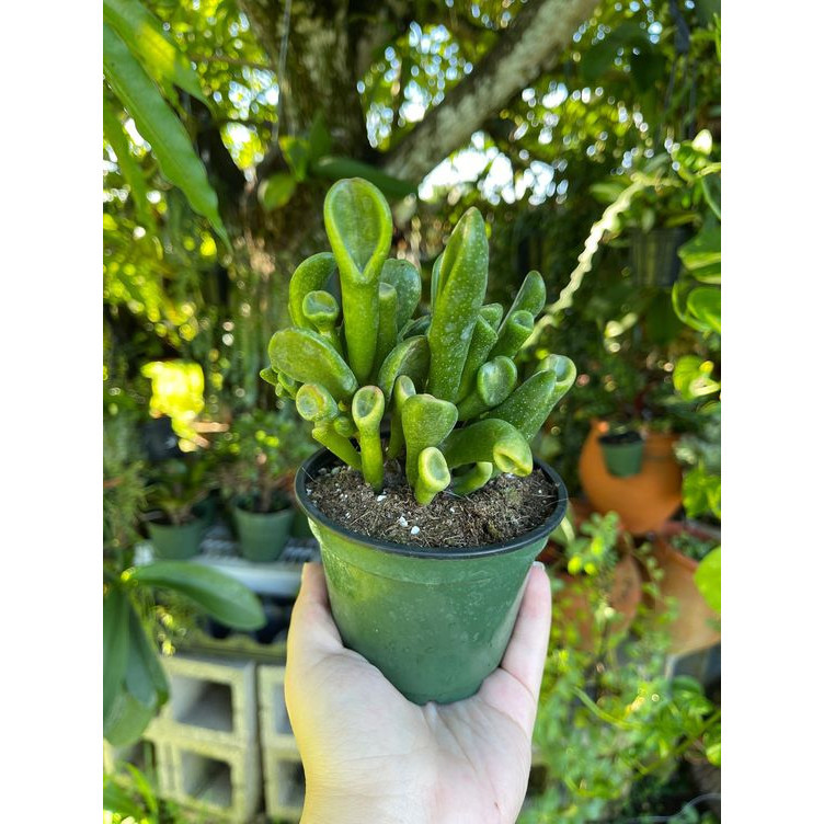 100 sements sucullenta orelha de shrek com manual de cultivo | Shopee ...