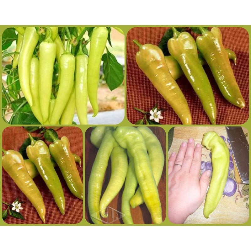 100 Sementes de Pimenta Doce Alongada ( pimenta de Cheiro). | Shopee Brasil