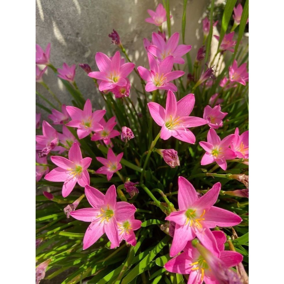 lirio do vento 100 sementes com manual de cultivo NV | Shopee Brasil