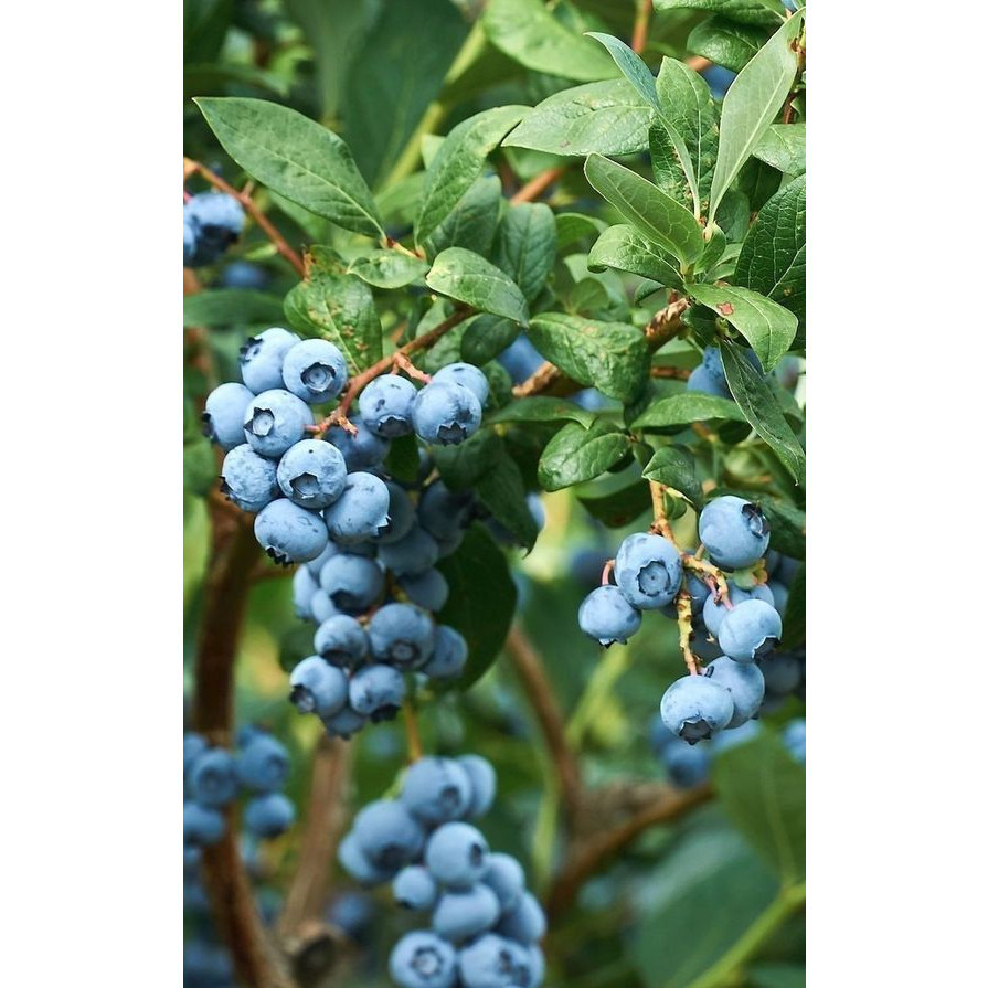 200 sementes 400 sementes 1000 sementes mirtilo Blueberry com manual de ...