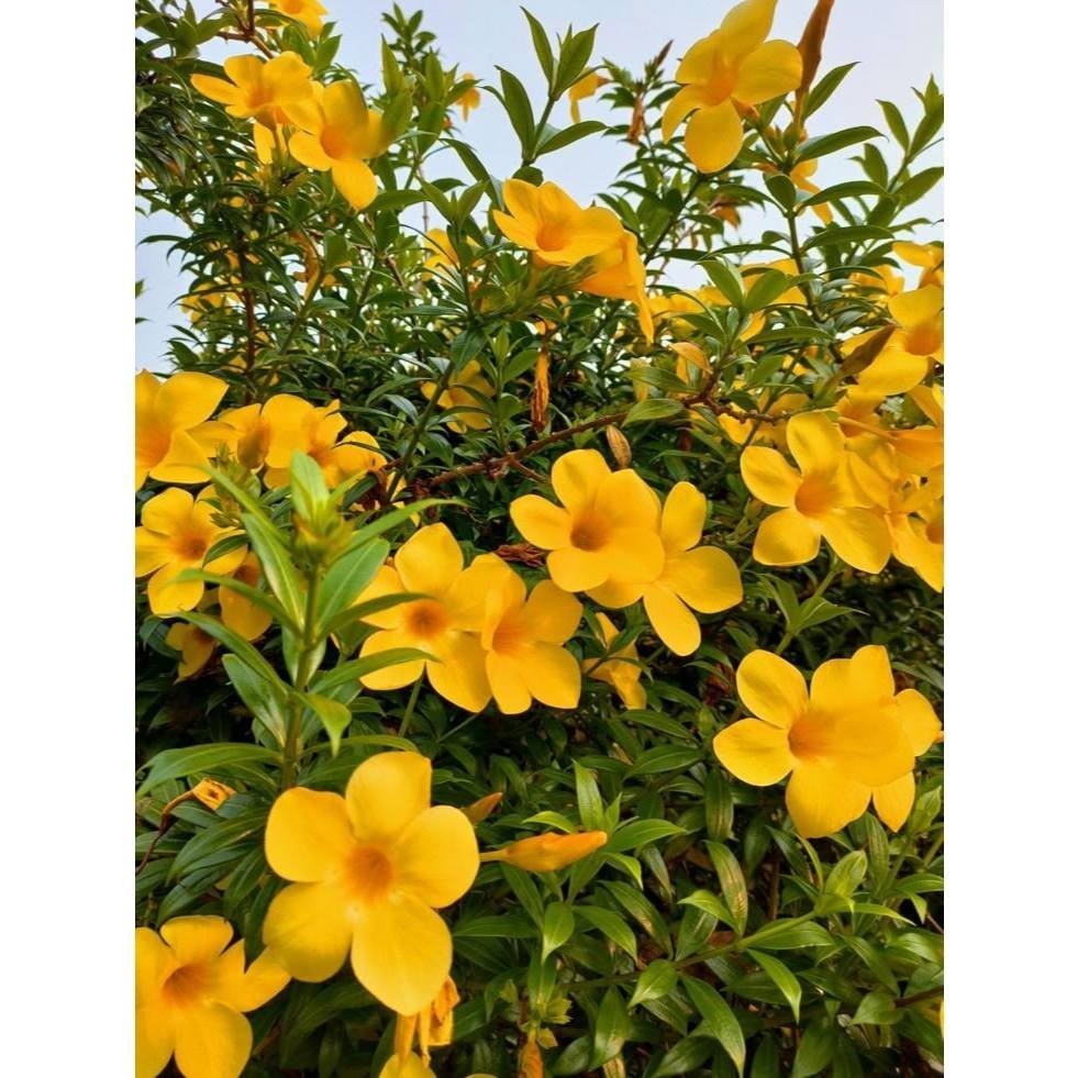 100 sementes alamanda cathartica com manual de cultivo pronta entrega ...