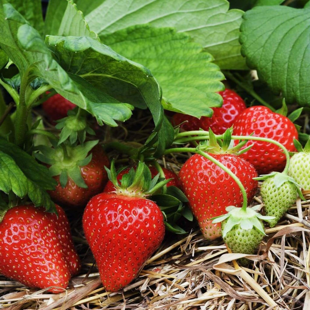 200 500 Sementes de Morango Gigante para Plantio (pcs/saco) Fruta ...