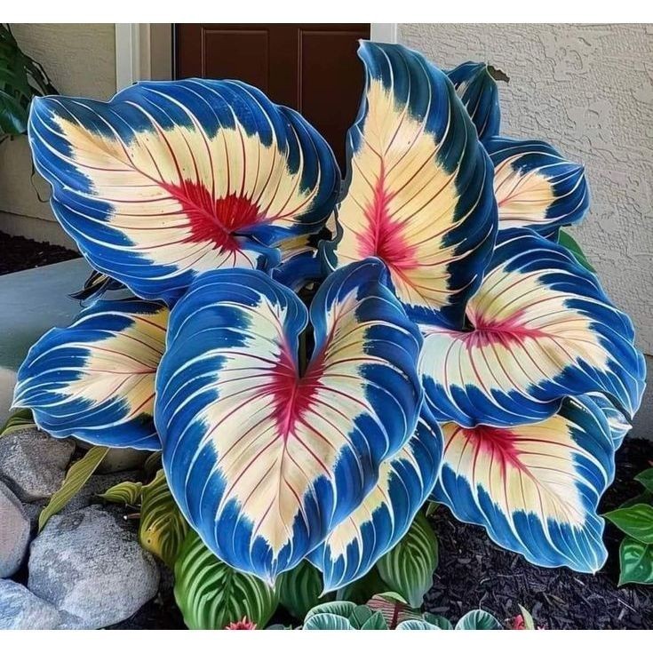 Caladium Andes Nebula 100 sementes com manual de cultivo V V | Shopee ...