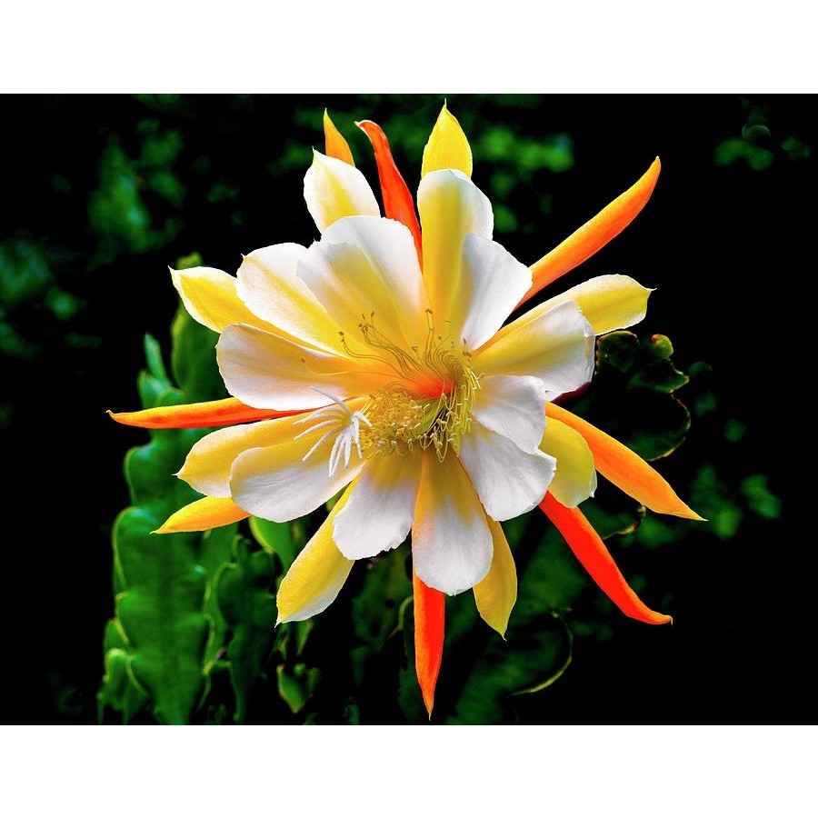1000 Sementes da Flor Orquidea Epiphyllum Mix para plantio de Mudas ...