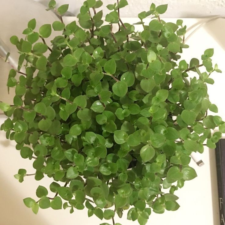 100 sementes tostao com manual de cultivo pronta entrega envio em 24h ...