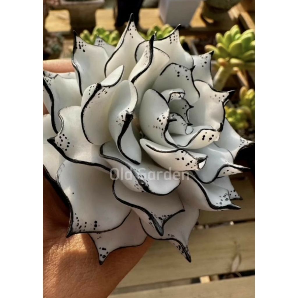 suculenta Aeonium arboreum (Tree Aeonium)100 Sementes de Com Manual de ...