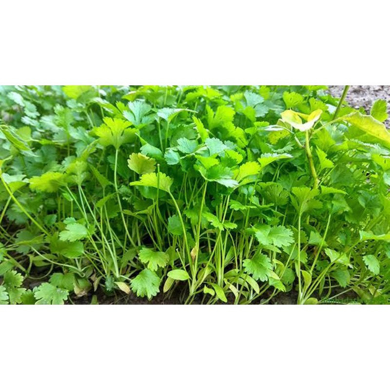 200 Sementes/500 Sementes Sementes de Coentro/Erva/(Sementes ...