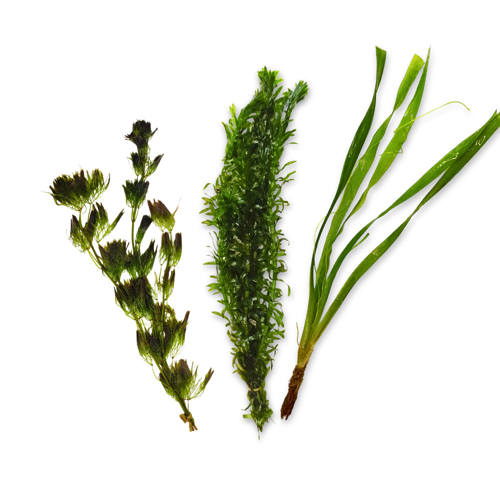 Kit Plantas de Aquário Elodea + Cabomba + Vallisneria Americana ...