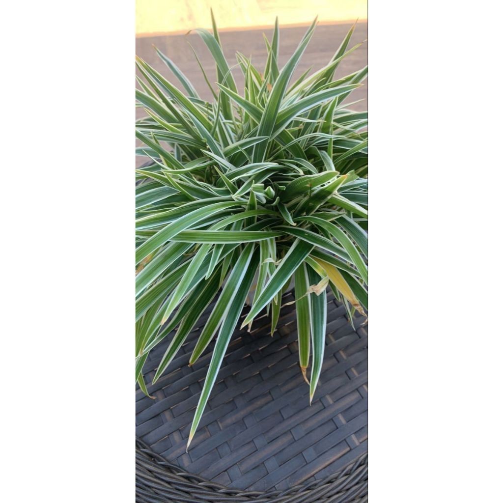 ENVIO SUPER RAPIDO 100 sementes clorofito Chlorophytum comosum com ...