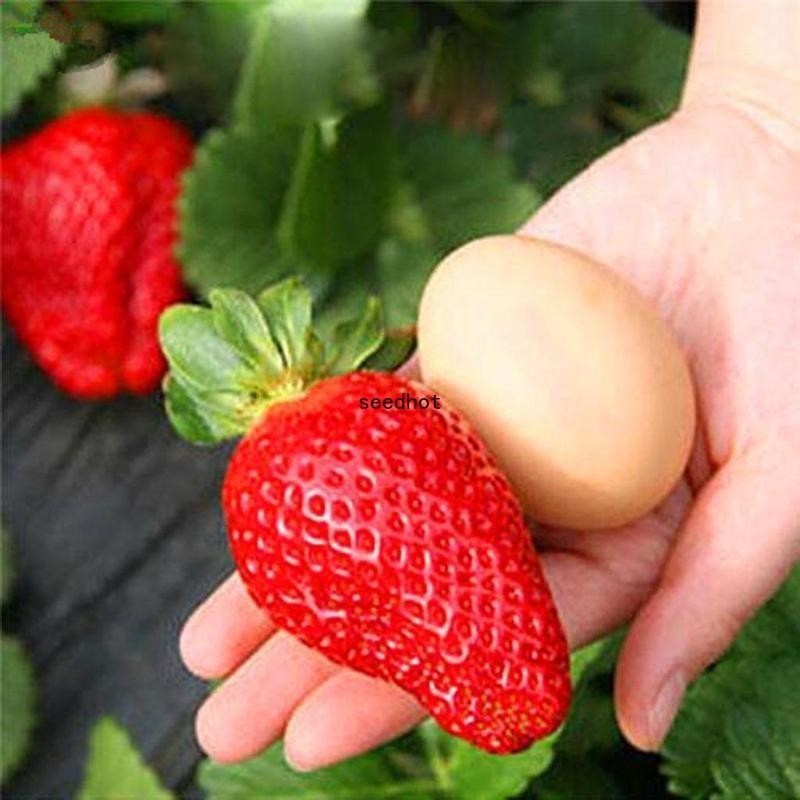 A-II Pcs 200 100 Sementes de Morango Gigante Maximus Deliciosas para ...
