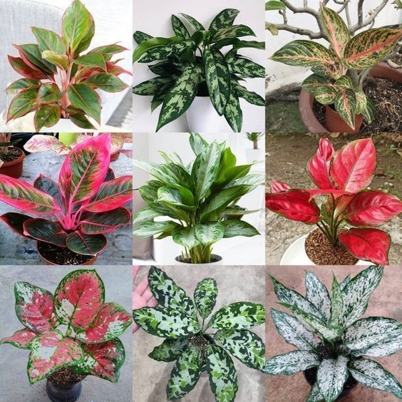 A Rara 100 sementes de marantas sortidas mix de especies com manual de ...