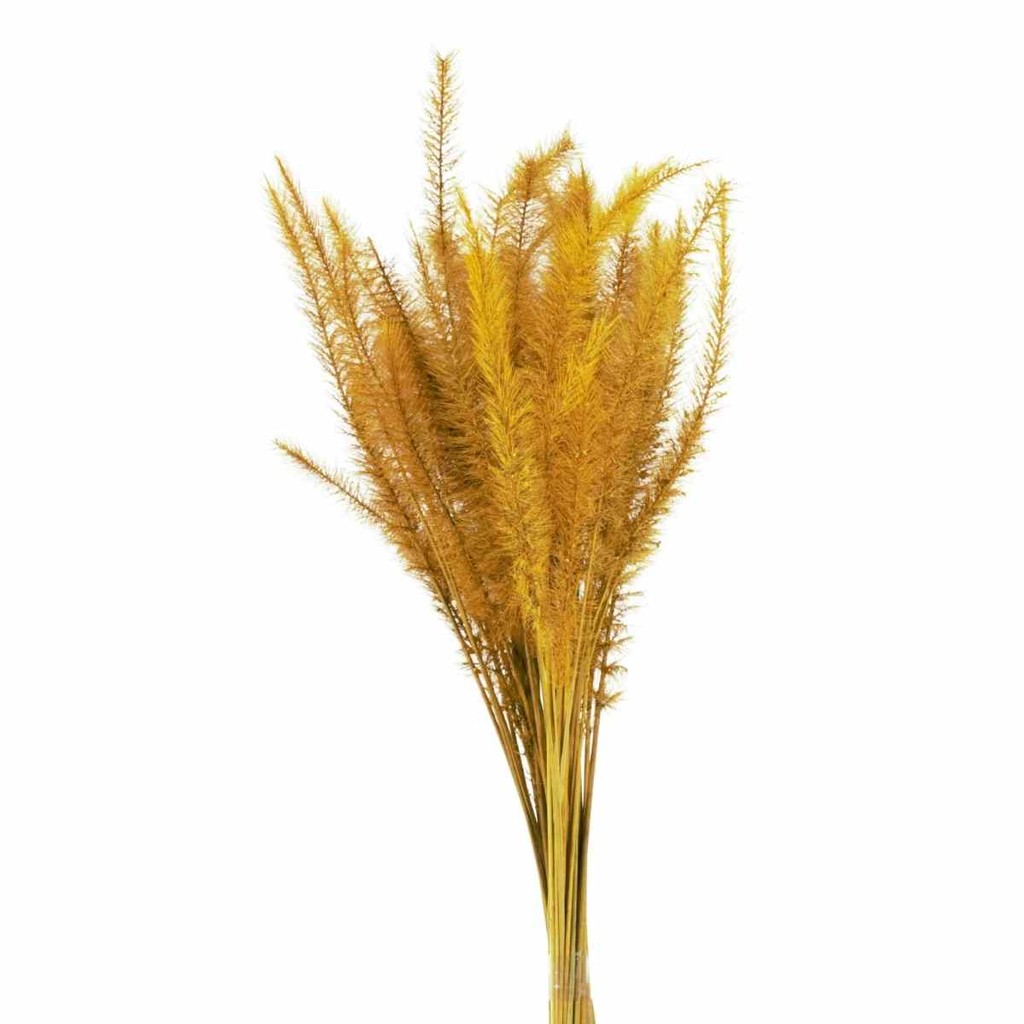 Capim Rabo de Esquilo Amarelo | Shopee Brasil