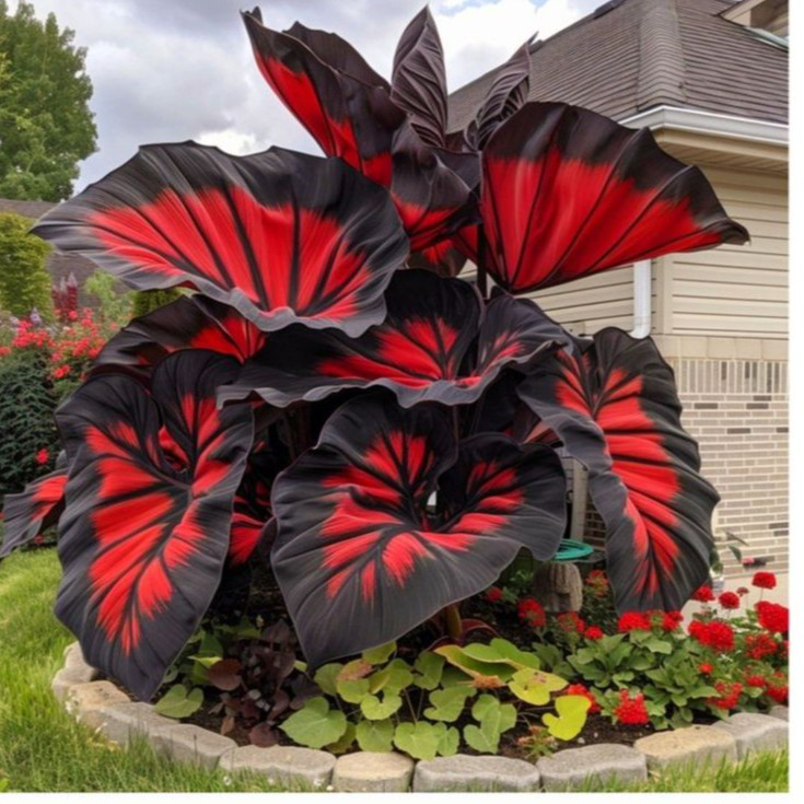 Caladium Doce Carmínico – 100 sementes com manual de cultivo PROMO ...