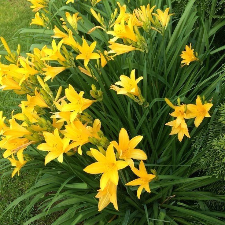 lirio do vento amarelo Zephyranthes citrina 100 sementes com manual de ...