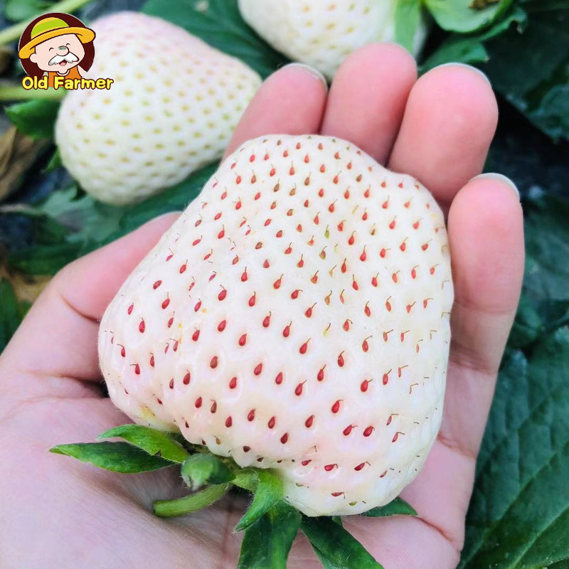 Bonsai em Oferta | Shopee 2026