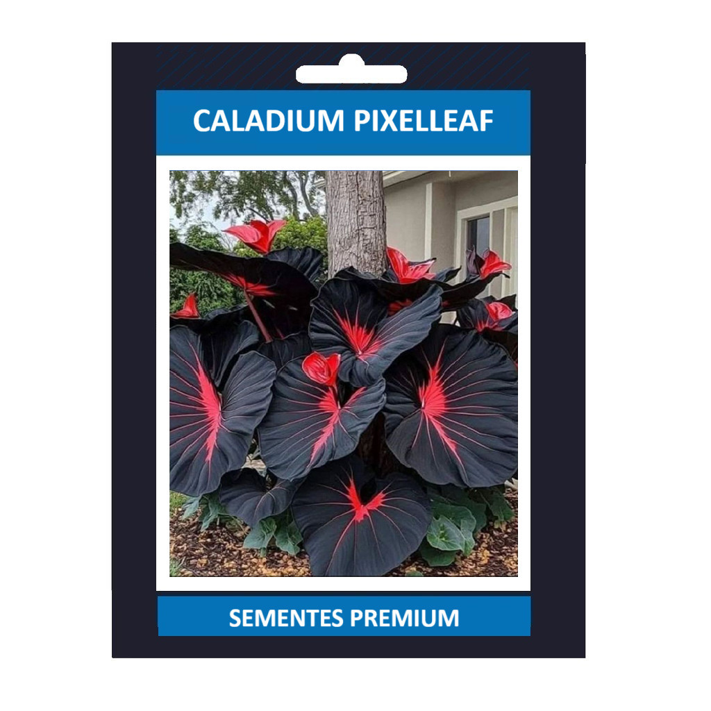 Sementes premium ENVIO SUPER RÁPIDO Caladium Pixelleaf 100 Sementes com ...