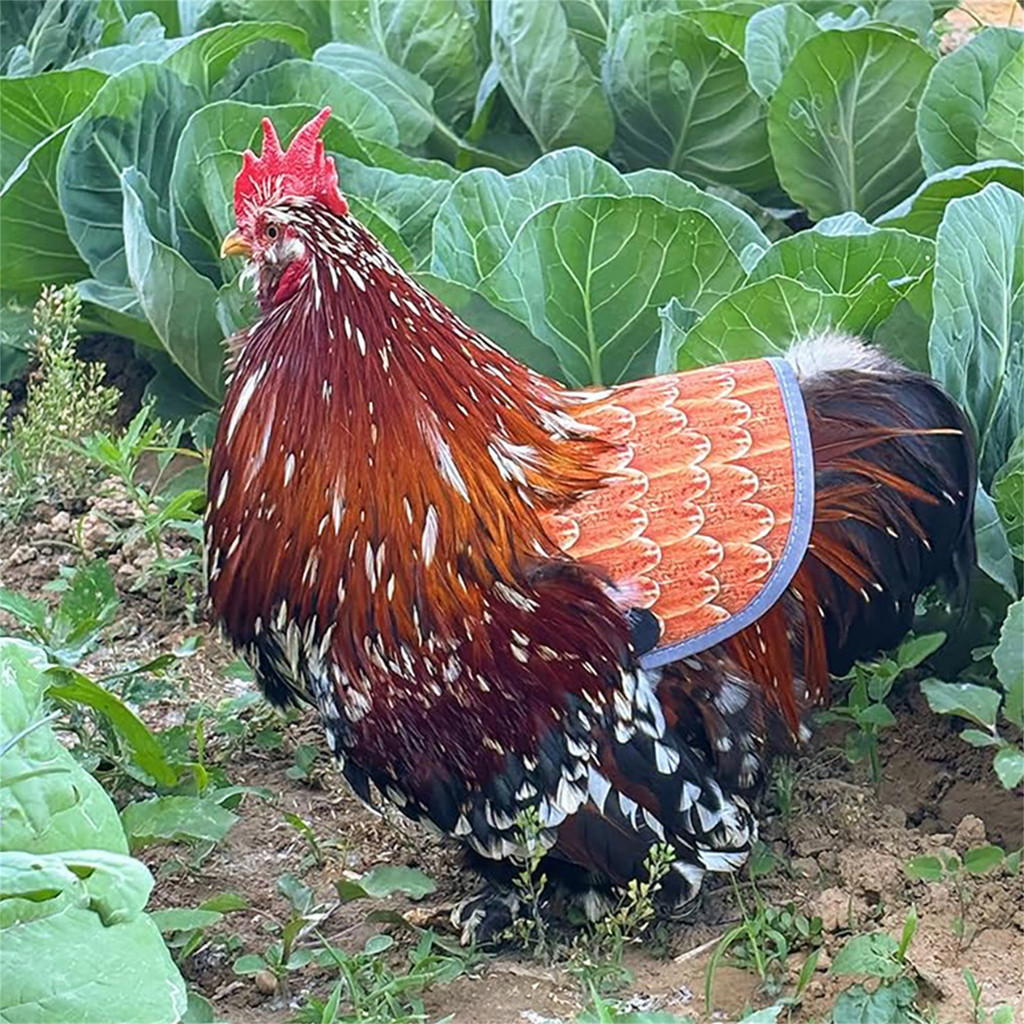 Selas De Frango Para Galinhas , Protetor Traseiro De Avental Com Alça ...