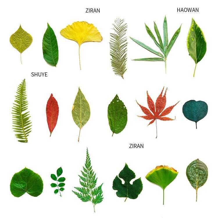 Folha Real pintura planta jardim de infância adesivos diy folhas secas ...