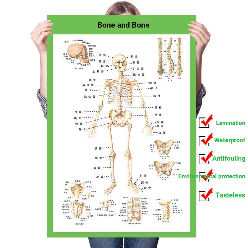 3.22 Mapa de Acuponto Humano Mapa de Estrutura do Corpo Humano Gráfico ...